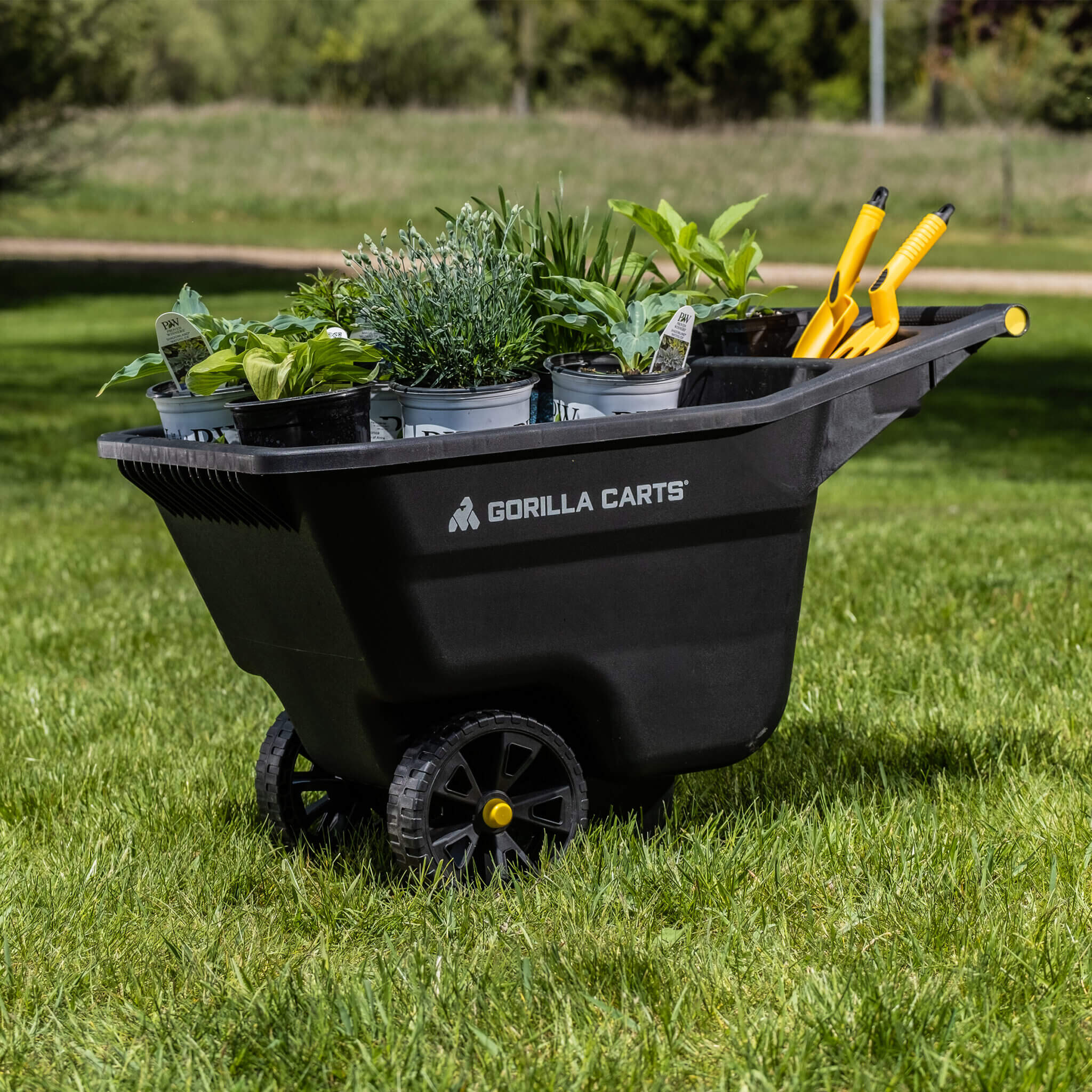 GCG-4 (-C) - Gorilla